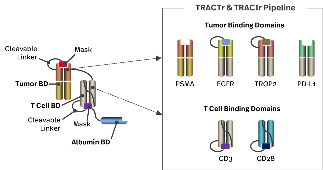 Janux | T Cell Immuno-oncology | Technology Platform